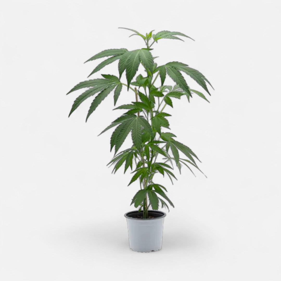 Hanfpflanzen kaufen: Cannabis legal zu Hause anbauen – Hanfify